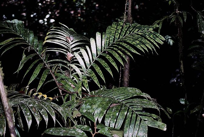 Pinanga aristata - Palmpedia - Palm Grower's Guide