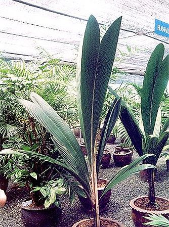 Bactris militaris - Palmpedia - Palm Grower's Guide