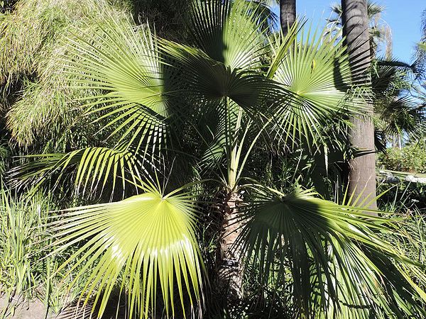 Brahea dulcis - Palmpedia - Palm Grower's Guide