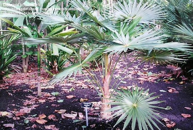 Coccothrinax barbadensis - Palmpedia - Palm Grower's Guide