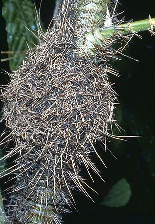 Daemonorops macrophylla - Palmpedia - Palm Grower's Guide