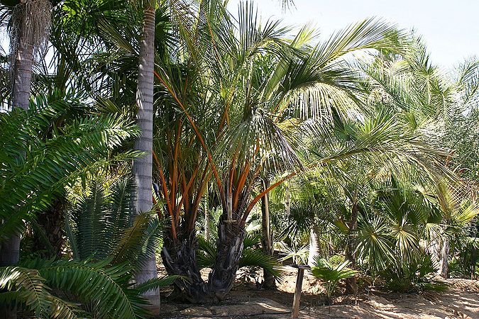 Jubaeopsis caffra - Palmpedia - Palm Grower's Guide