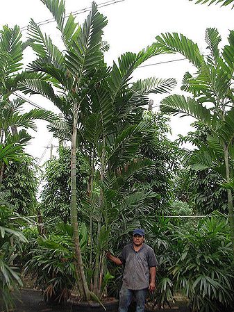 Ptychosperma schefferi - Palmpedia - Palm Grower's Guide