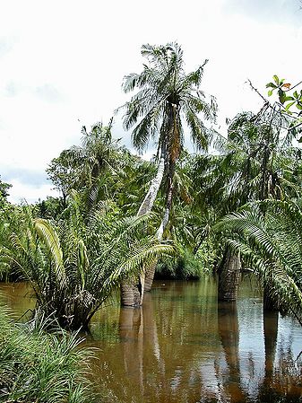 Ravenea musicalis - Palmpedia - Palm Grower's Guide