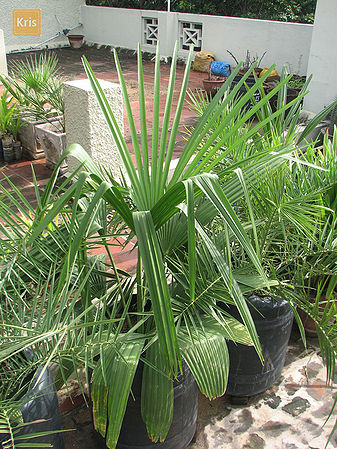 Corypha lecomtei - Palmpedia - Palm Grower's Guide