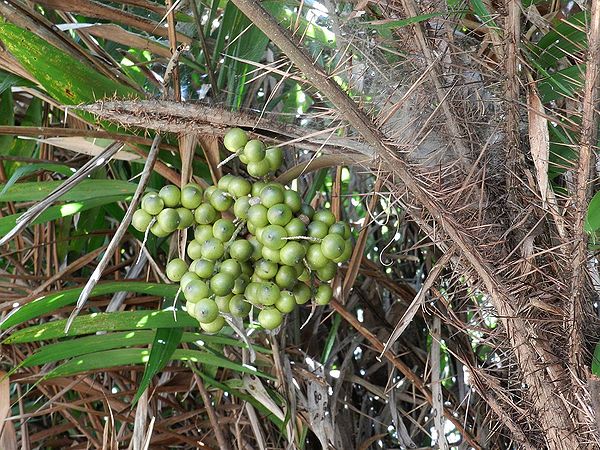 Bactris brongniartii - Palmpedia - Palm Grower's Guide