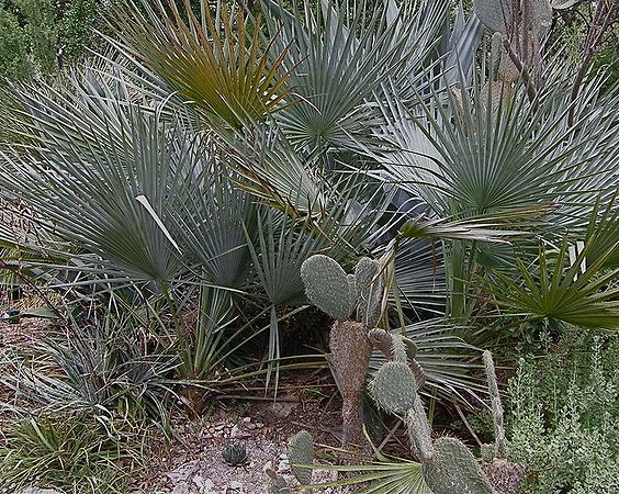 Brahea decumbens - Palmpedia - Palm Grower's Guide