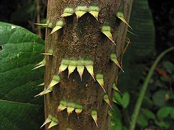 Calamus scipionum - Palmpedia - Palm Grower's Guide