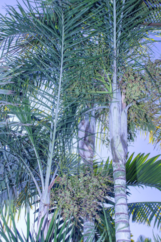 Category:CHRYSALIDOCARPUS - Palmpedia - Palm Grower's Guide