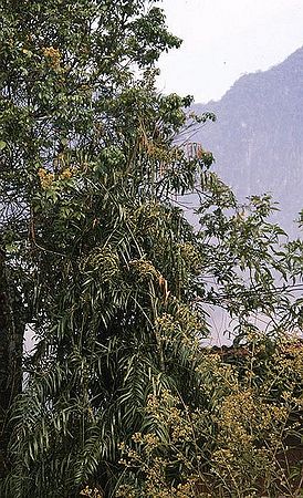 Calamus viminalis - Palmpedia - Palm Grower's Guide