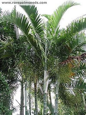 Chrysalidocarpus cabadae - Palmpedia - Palm Grower's Guide