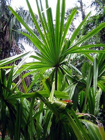 Borassus heineanus - Palmpedia - Palm Grower's Guide