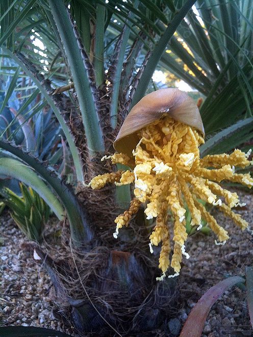 Butia archeri - Palmpedia - Palm Grower's Guide