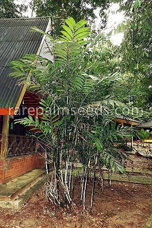 Pinanga patula - Palmpedia - Palm Grower's Guide