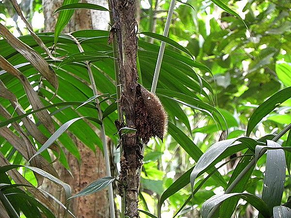 Bactris maraja - Palmpedia - Palm Grower's Guide