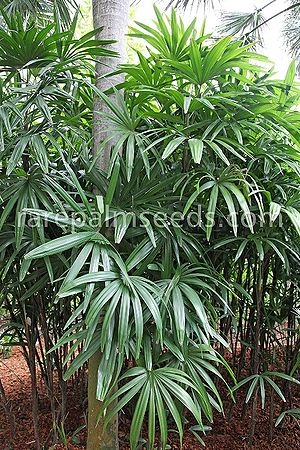 Rhapis robusta - Palmpedia - Palm Grower's Guide