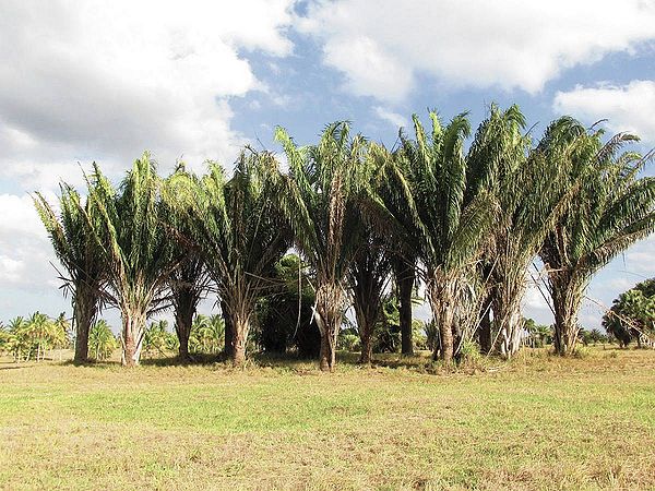 Attalea funifera - Palmpedia - Palm Grower's Guide