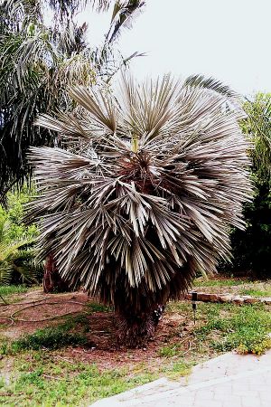 Trithrinax campestris - Palmpedia - Palm Grower's Guide