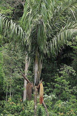 Oenocarpus bacaba - Palmpedia - Palm Grower's Guide