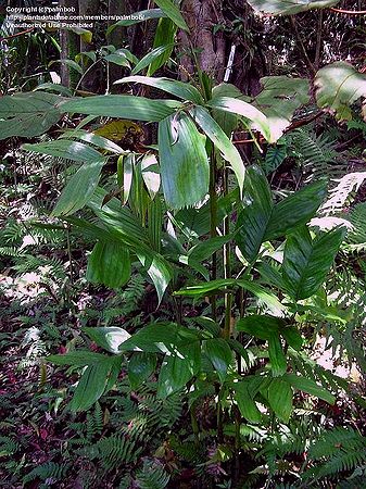 Pinanga patula - Palmpedia - Palm Grower's Guide