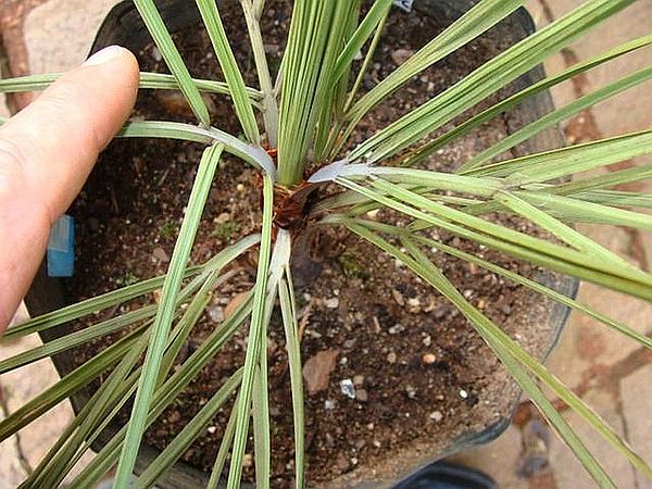 Butia archeri - Palmpedia - Palm Grower's Guide