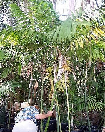 Chamaedorea tepejilote - Palmpedia - Palm Grower's Guide