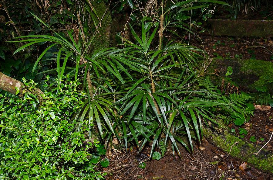 Calamus muelleri - Palmpedia - Palm Grower's Guide