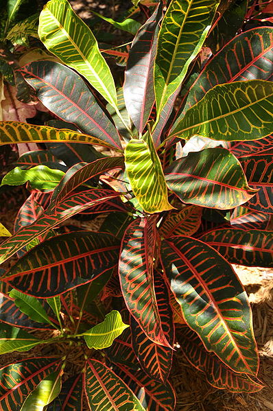 COLUMBIA - Palmpedia - Palm Grower's Guide