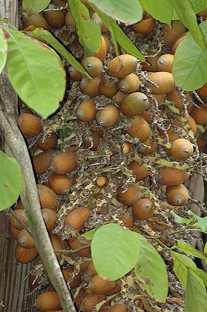 Attalea rostrata - Palmpedia - Palm Grower's Guide
