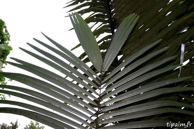 Astrocaryum murumuru - Palmpedia - Palm Grower's Guide
