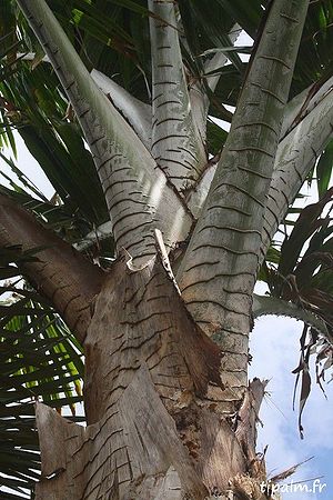 Metroxylon sagu - Palmpedia - Palm Grower's Guide