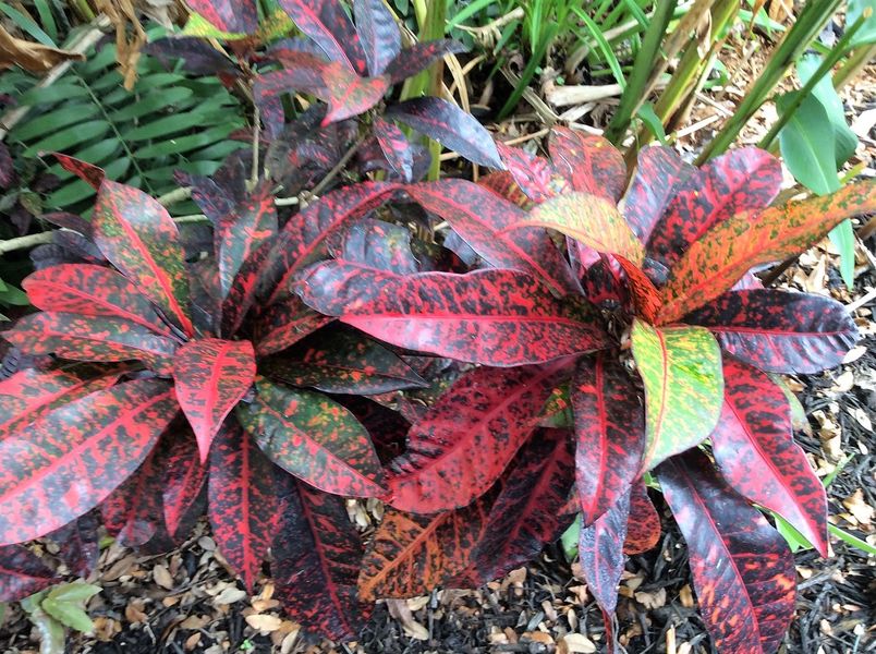 PINOCCHIO - Palmpedia - Palm Grower's Guide