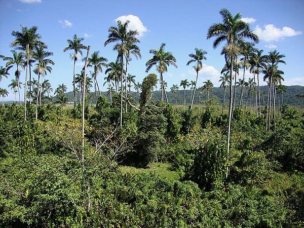 Roystonea princeps - Palmpedia - Palm Grower's Guide