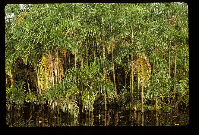 Bactris maraja - Palmpedia - Palm Grower's Guide