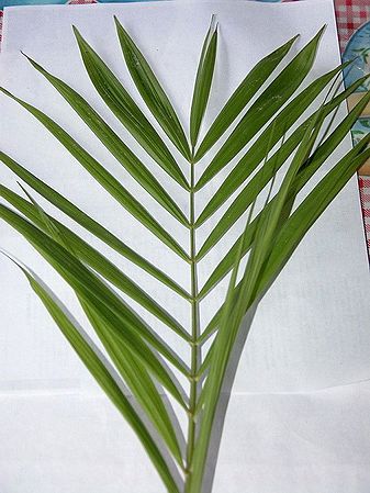 Phytelephas aequatorialis - Palmpedia - Palm Grower's Guide