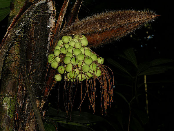 Bactris glandulosa var. baileyana - Palmpedia - Palm Grower's Guide