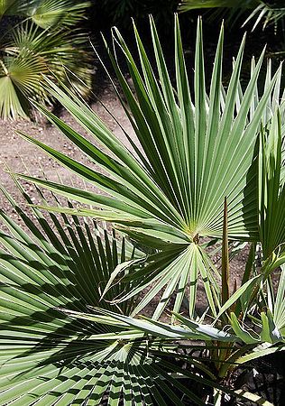 Brahea brandegeei - Palmpedia - Palm Grower's Guide