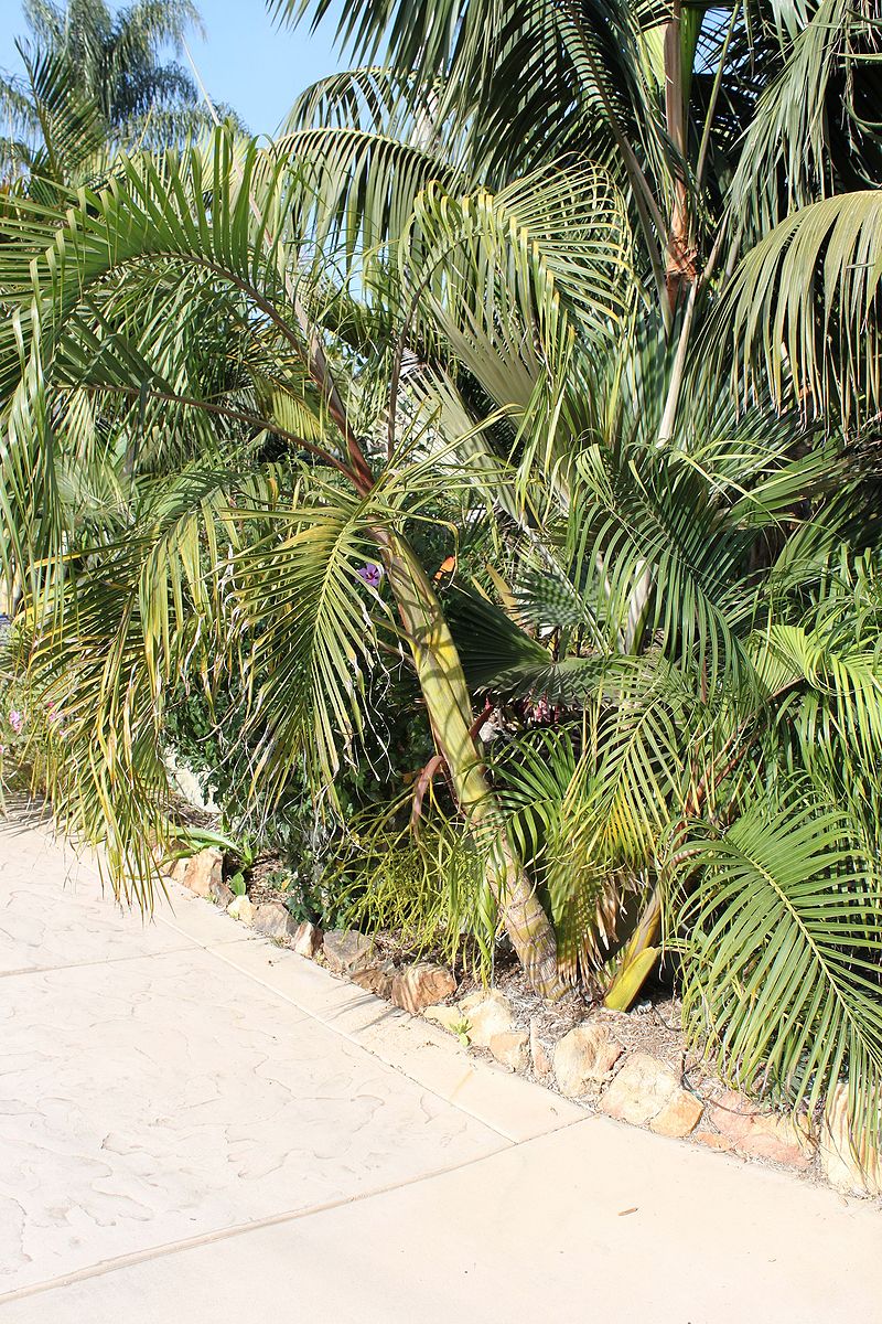 Chrysalidocarpus heteromorphus - Palmpedia - Palm Grower's Guide