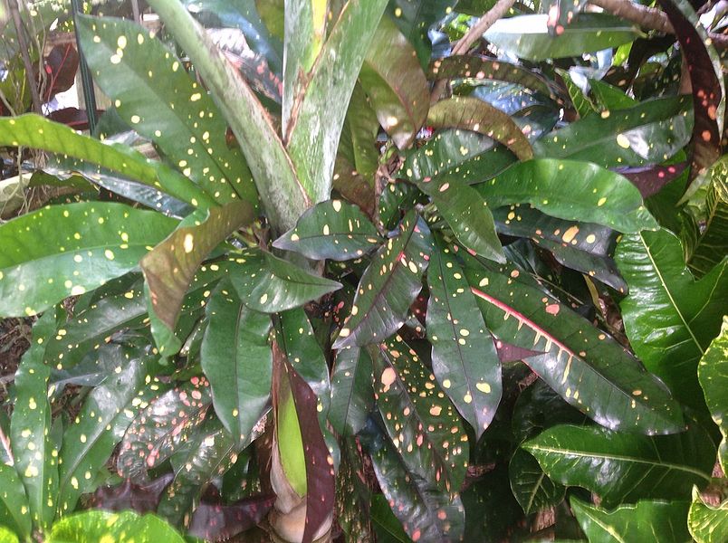 LEOPARDIA - Palmpedia - Palm Grower's Guide