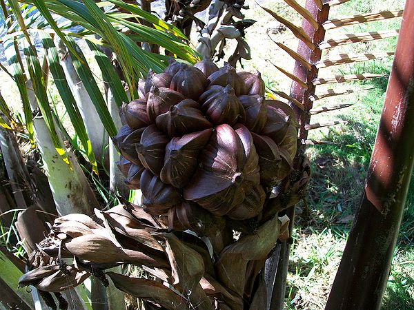 Nypa fruticans - Palmpedia - Palm Grower's Guide