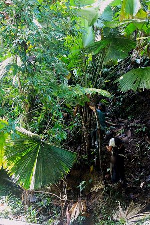 Sabinaria magnifica - Palmpedia - Palm Grower's Guide