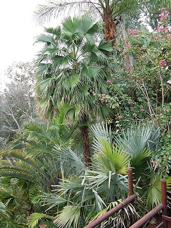 Brahea brandegeei - Palmpedia - Palm Grower's Guide