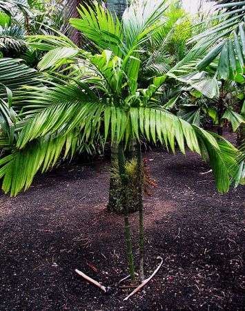Areca triandra - Palmpedia - Palm Grower's Guide