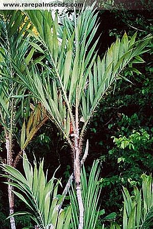 Bactris maraja - Palmpedia - Palm Grower's Guide