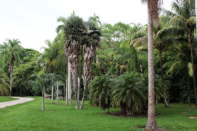Copernicia rigida - Palmpedia - Palm Grower's Guide