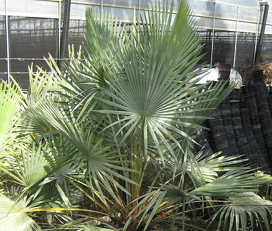 KEN JOHNSON SPECIMEN PALMS - Palmpedia - Palm Grower's Guide