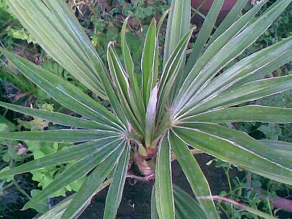Livistona nitida - Palmpedia - Palm Grower's Guide