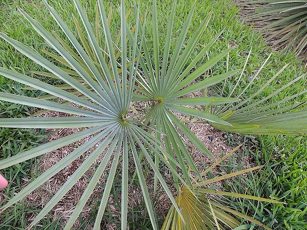 Brahea dulcis - Palmpedia - Palm Grower's Guide