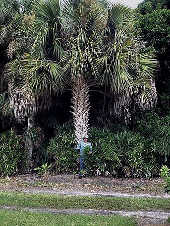 Sabal maritima - Palmpedia - Palm Grower's Guide