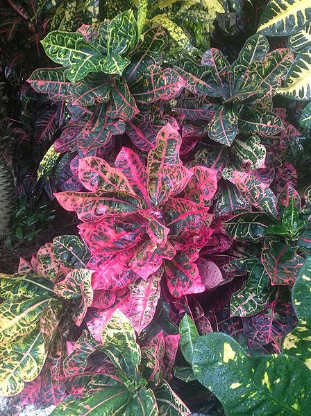 TURTLE BACK - Palmpedia - Palm Grower's Guide